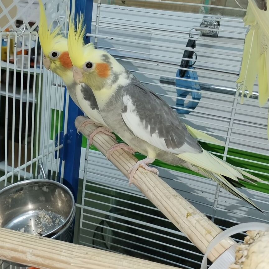 Попугай корелла птенцы