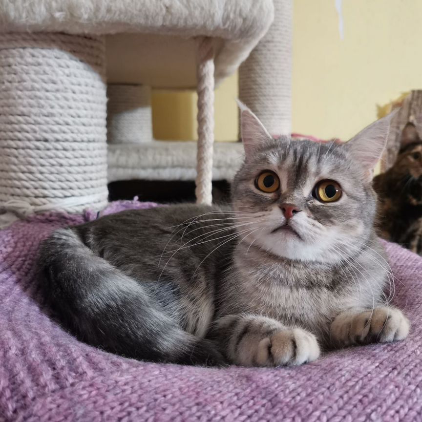 Милая британочка Плюша