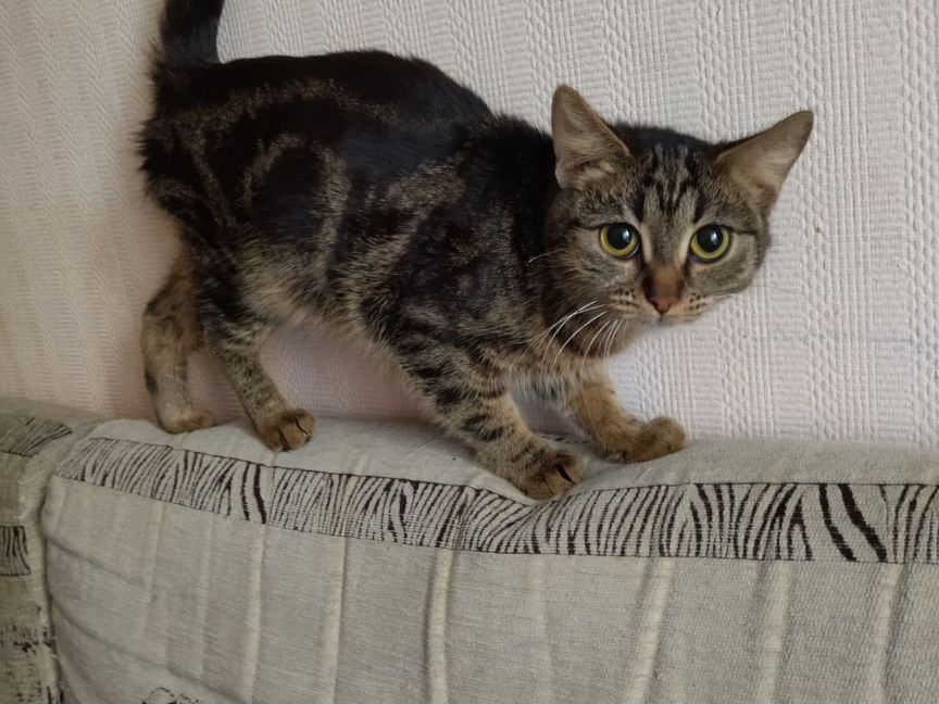 Отдам кошечку в добрые руки