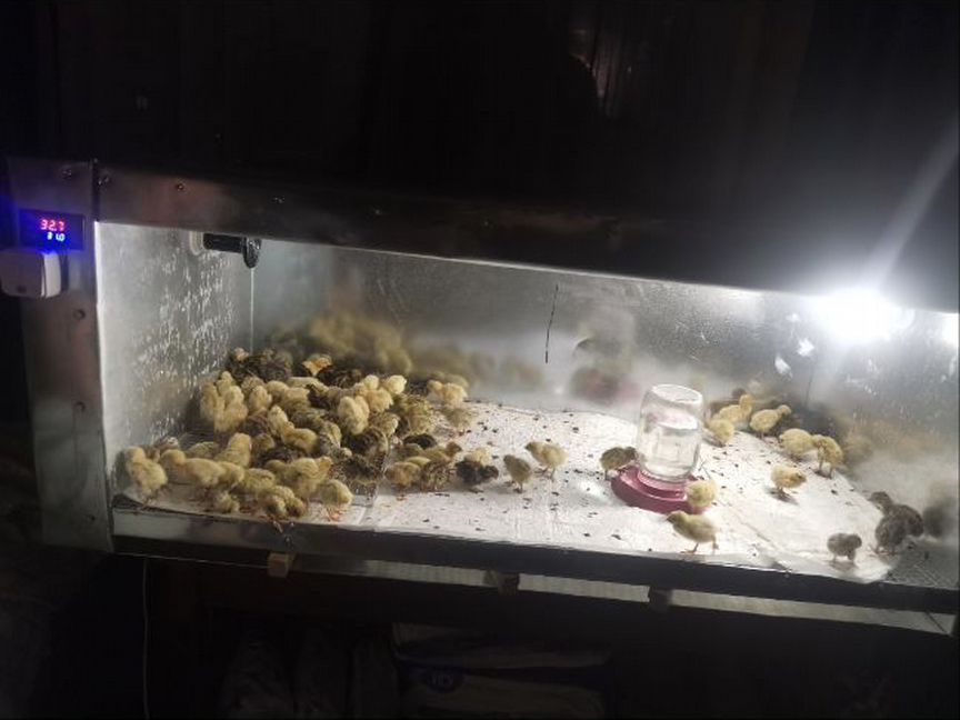 Цыплята суточные несушки