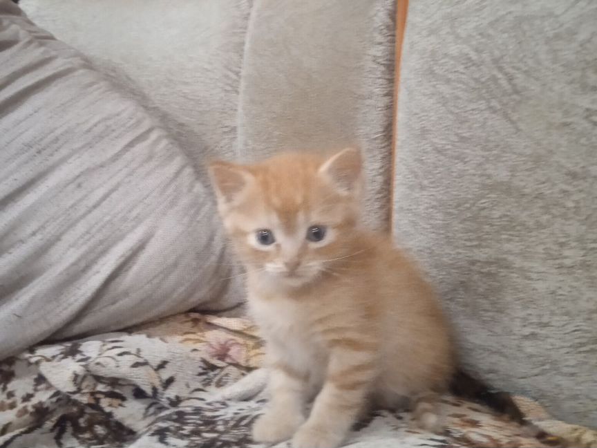Котик в добрые руки