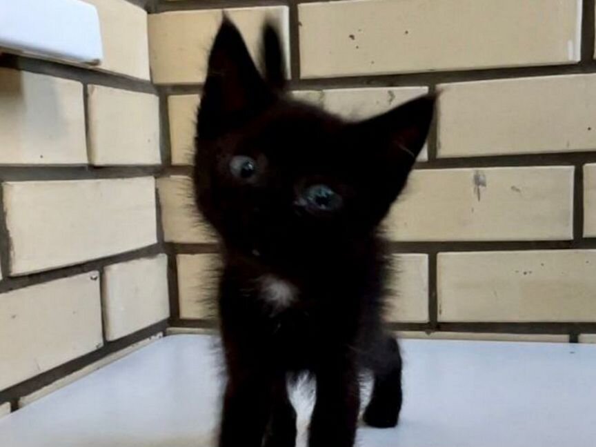 Котенок мальчик 1,5 мес миниатюрный