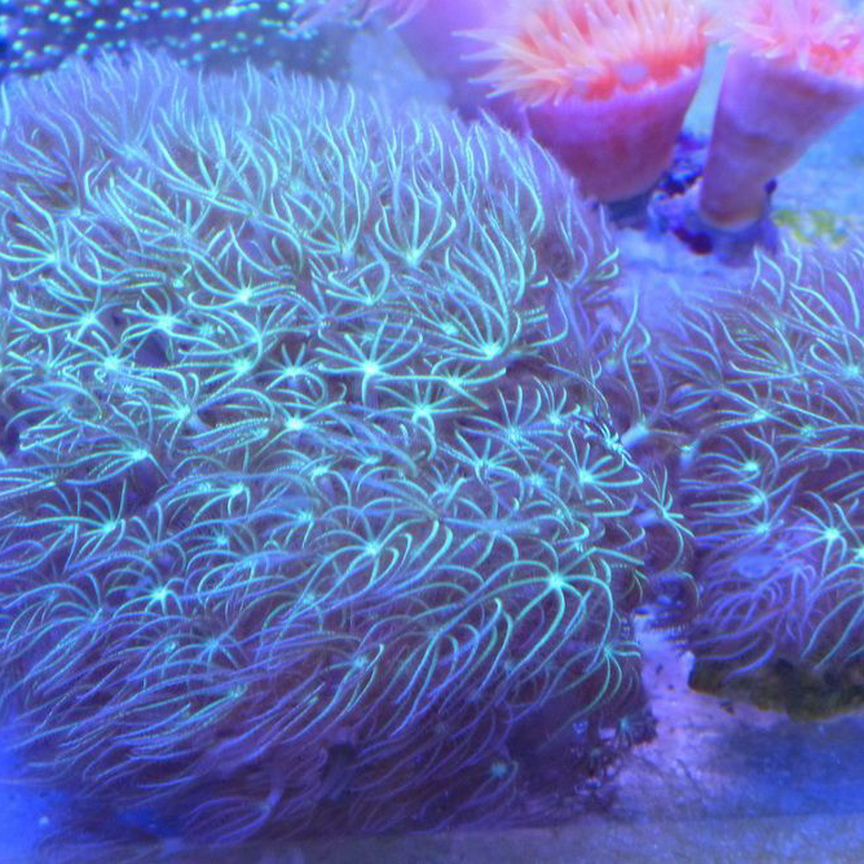 Коралл Клавулярия