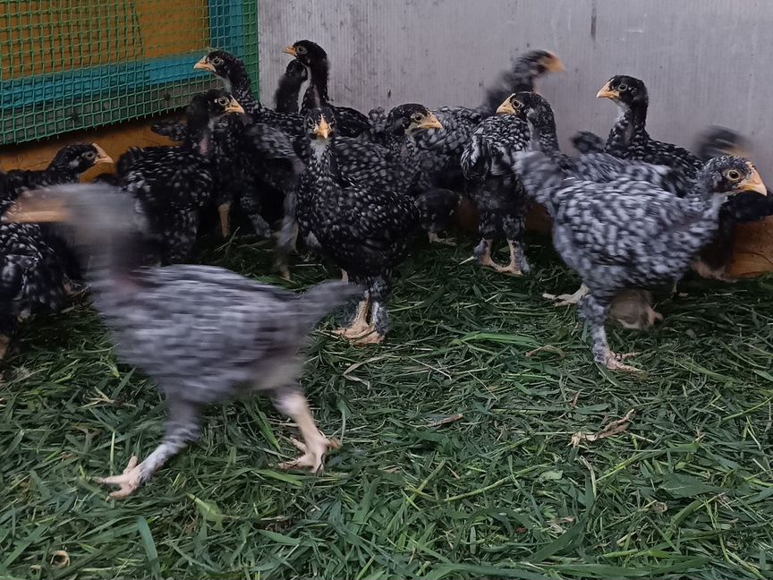 Цыплята Мехеленской кукушки