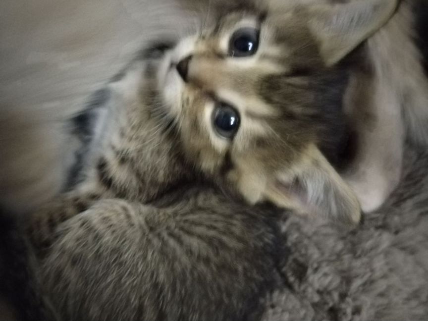 Кошки