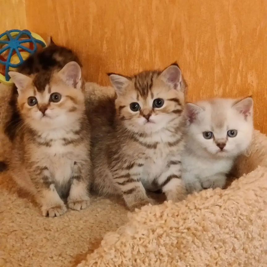 Шотландский прямоухий короткошёрстный котёнок