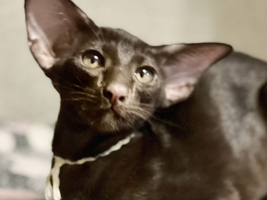 Шоколадные красавицы