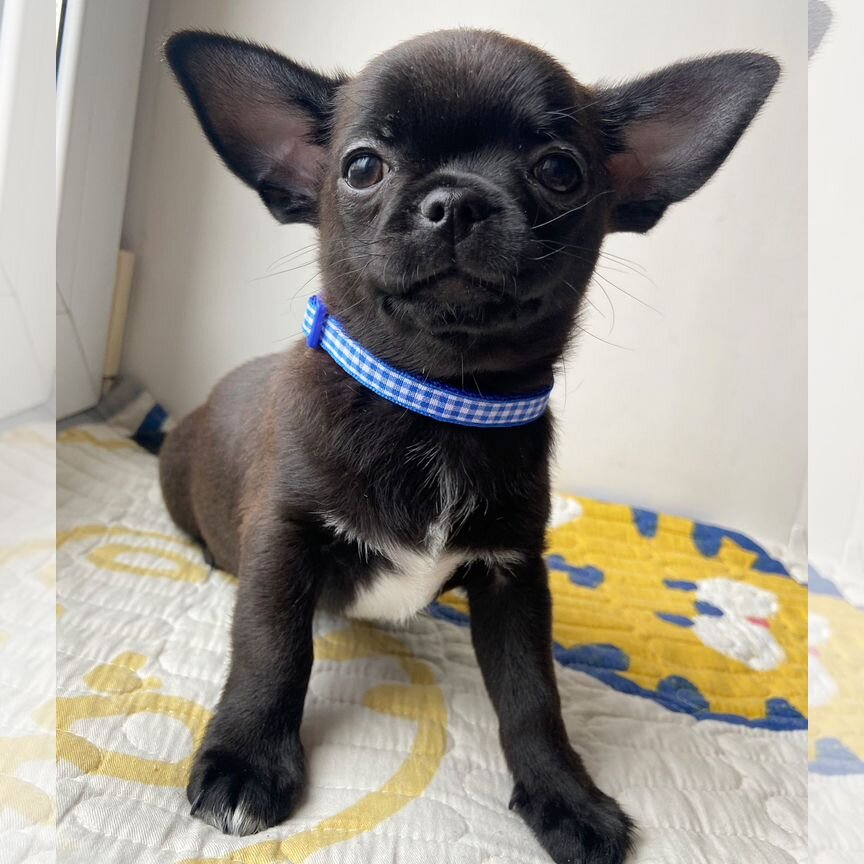 Чихуахуа, щенок