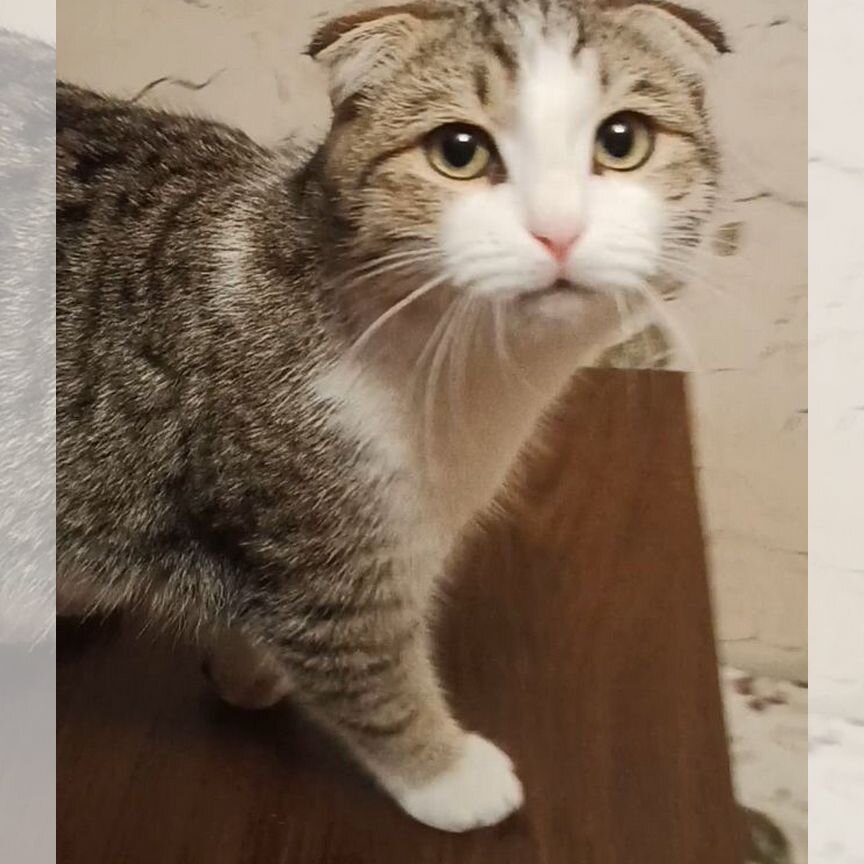 Шотландская вислоухая