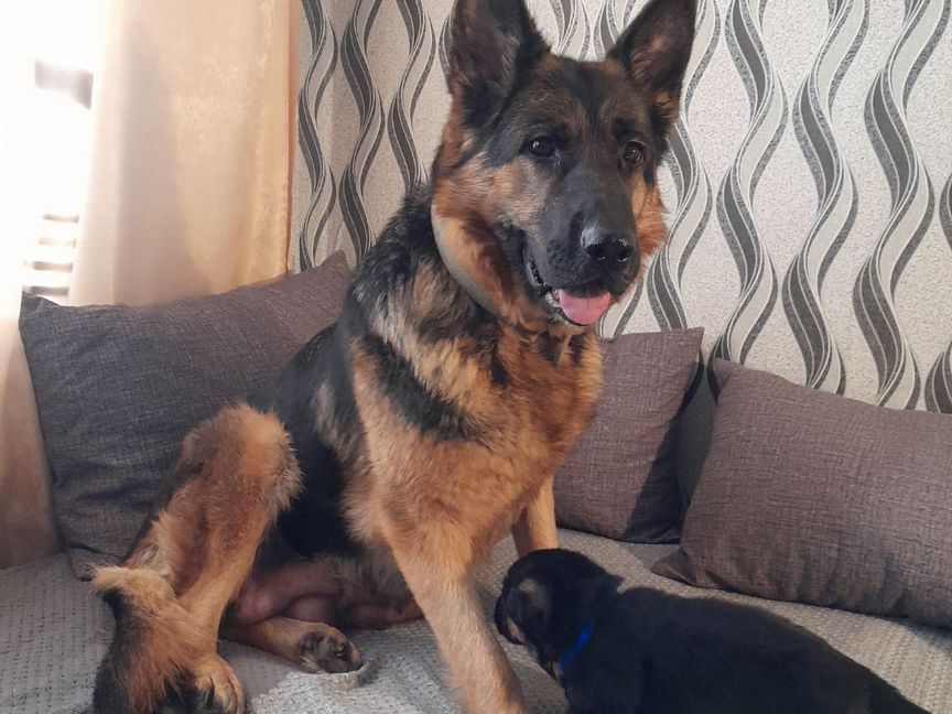 Немецкая овчарка