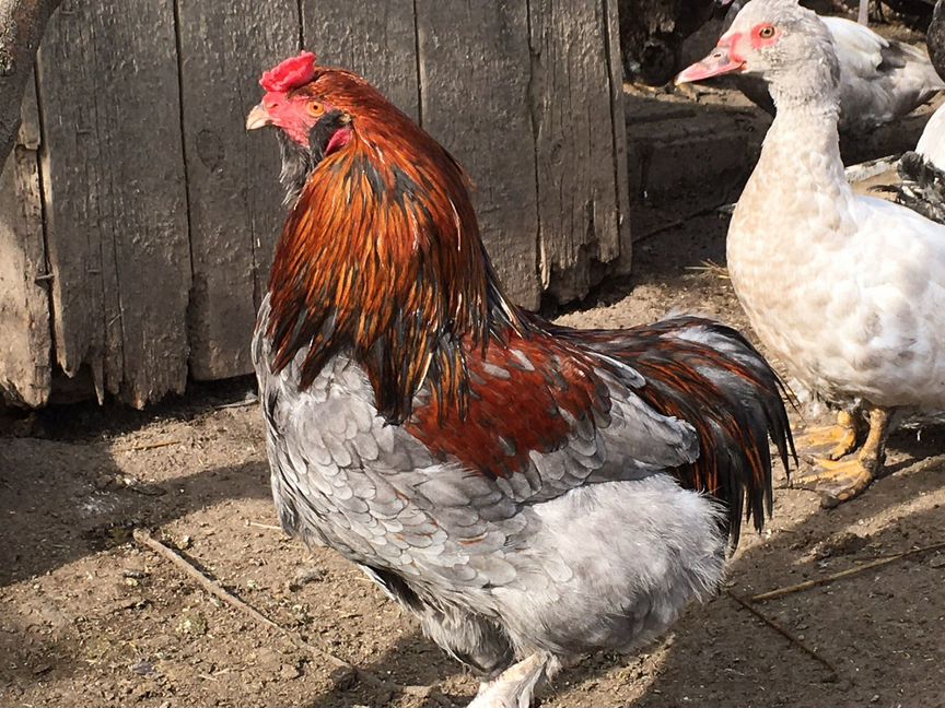 Петух амераукана с мараном