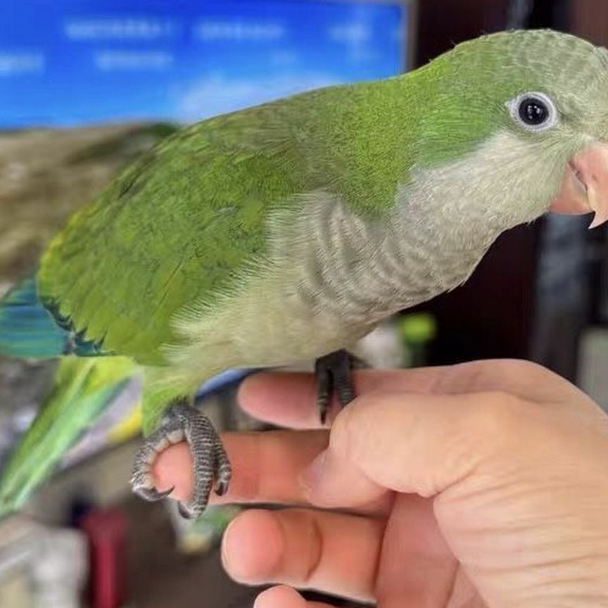 Попугай монах или квакер выкормыш птенец