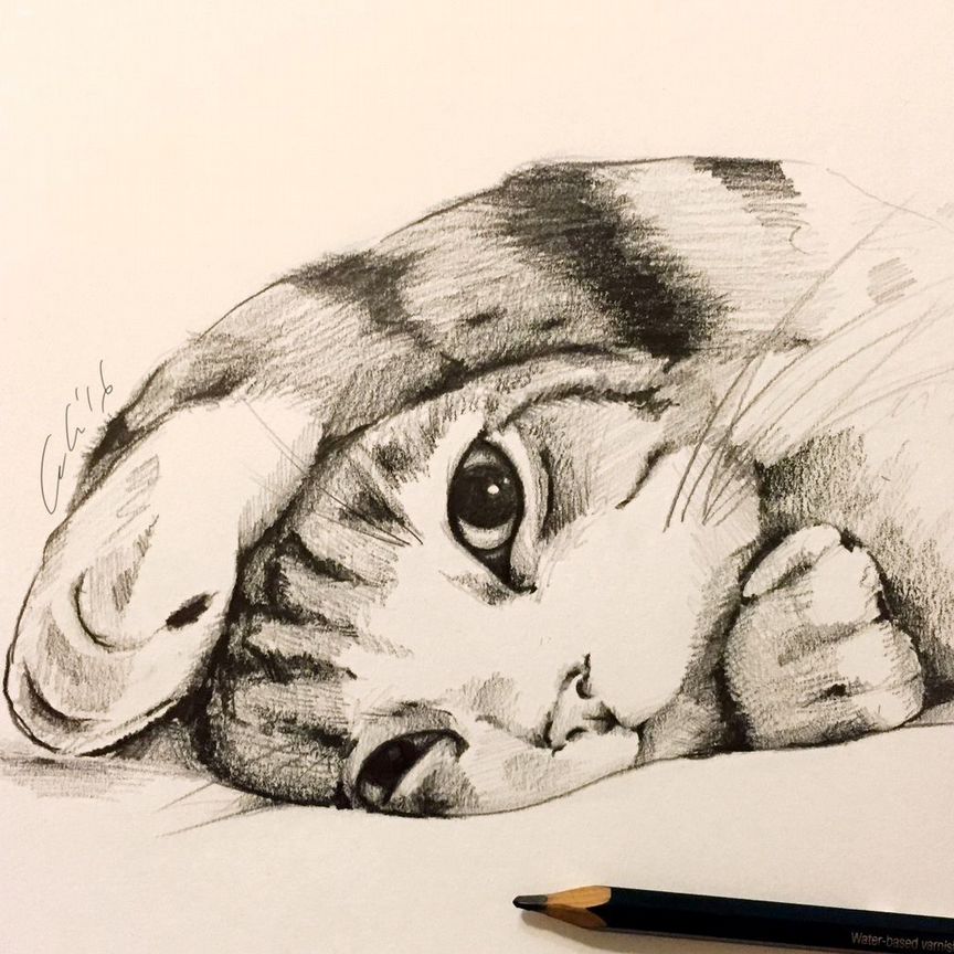 Рисую ваших питомцев