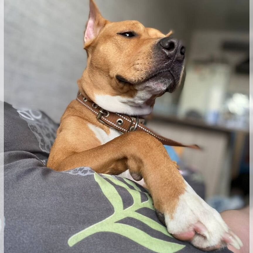 Стаффордширский бультерьер, взрослая собака