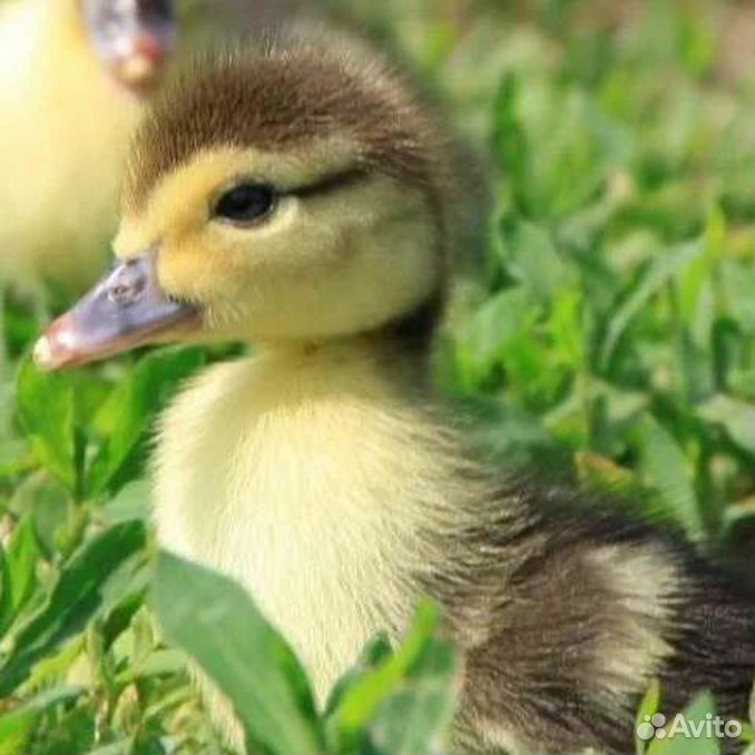 Продам индоутят