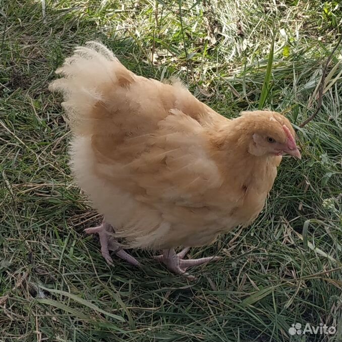 Орпингтон палевый