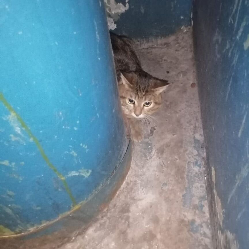 Котейка в подъезде