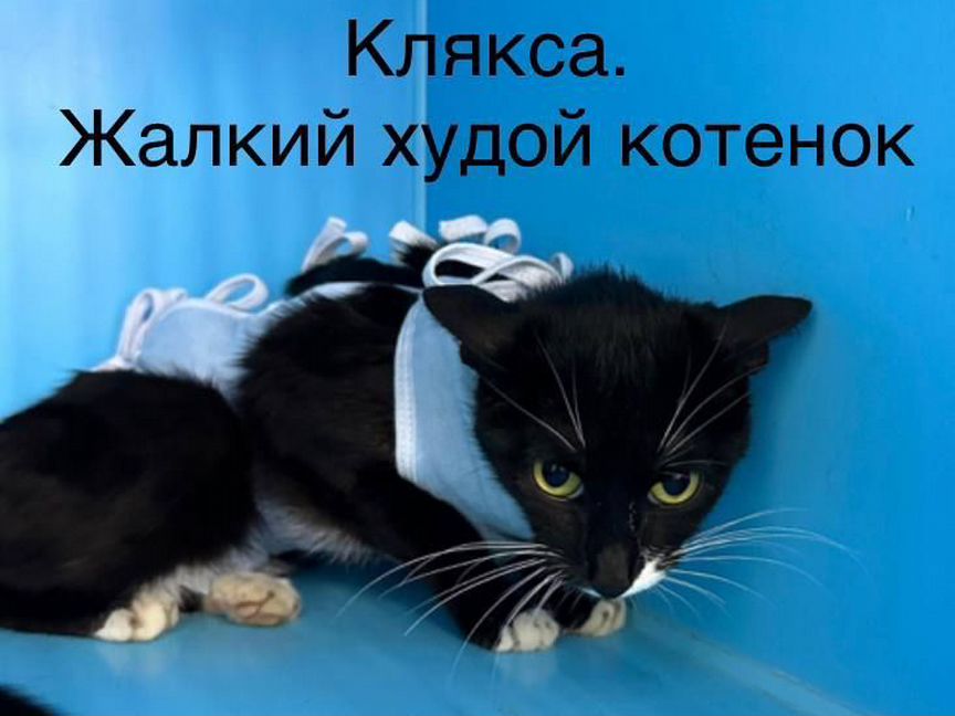1 день на поиск дома.Шанс на домашнюю жизнь