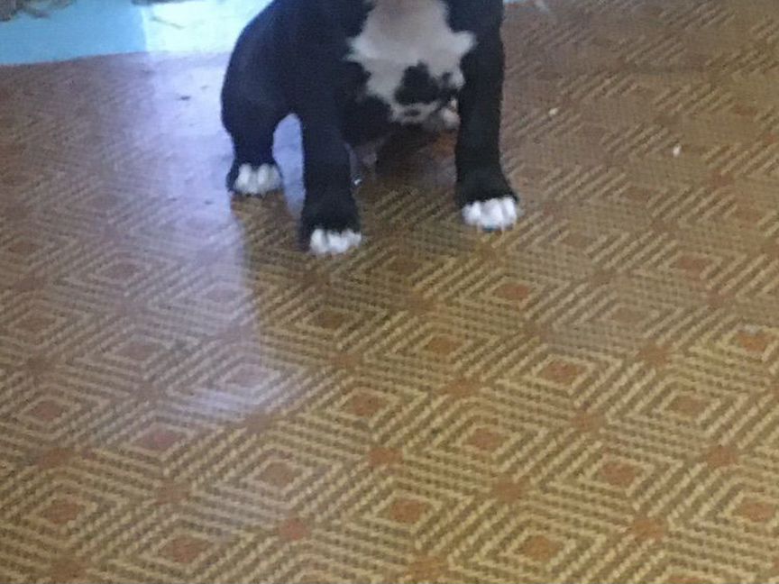 Щенки питбультерьера