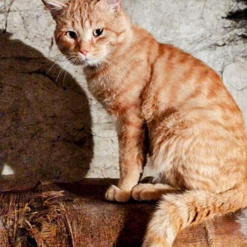 Кот