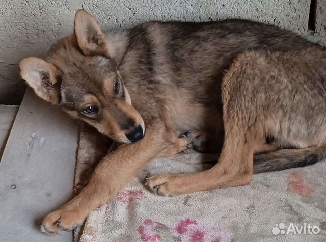 Джек ждет хозяина