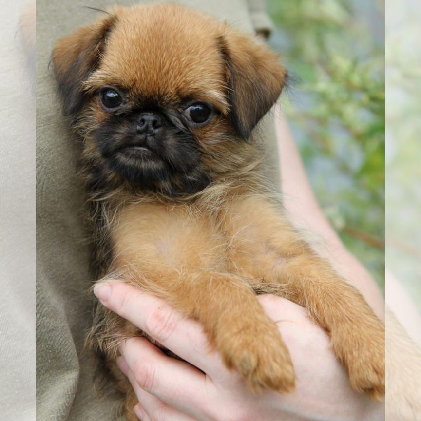 Брюссельский грифон