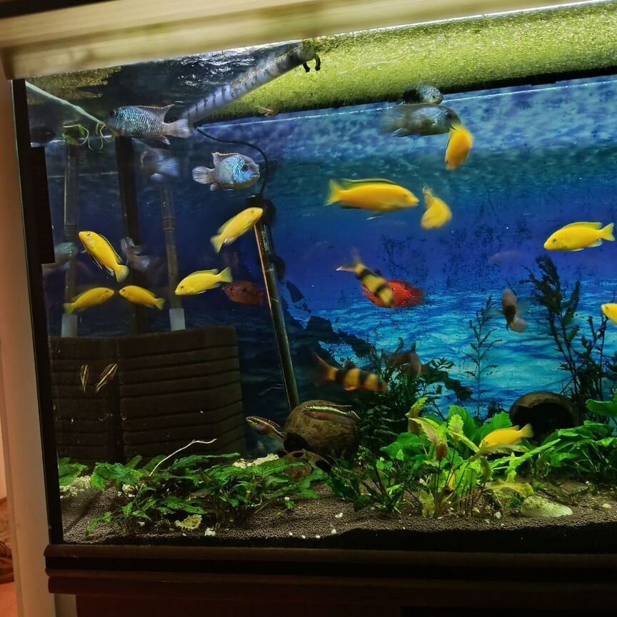 Лабидохромис Еллоу