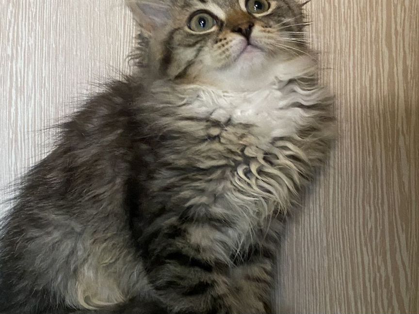 Сибирская девочка 2,5 месяца ищет дом