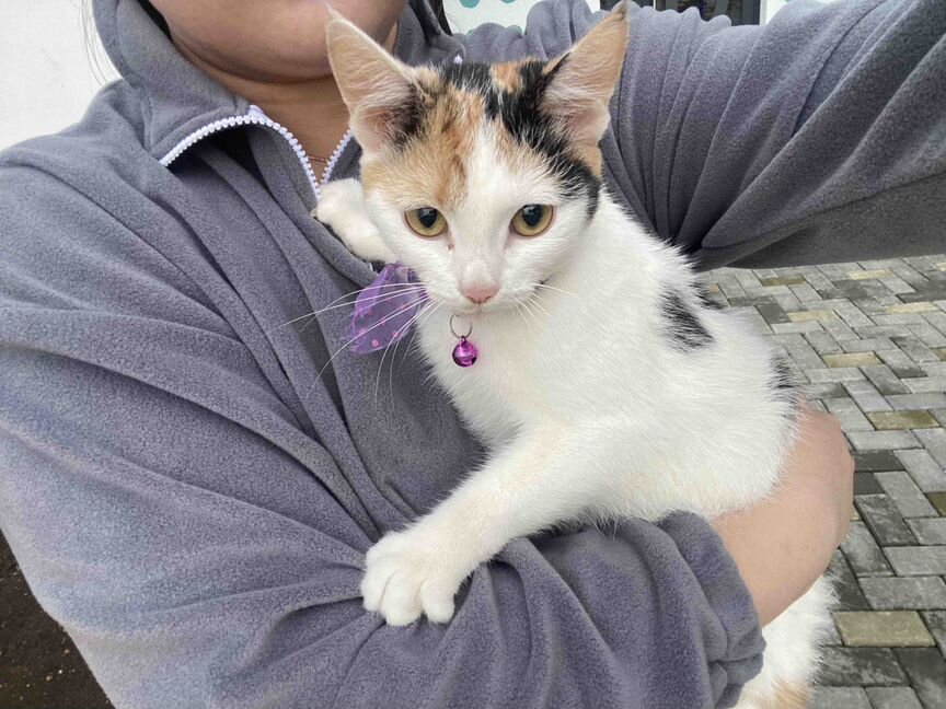 Кошечка идет дом