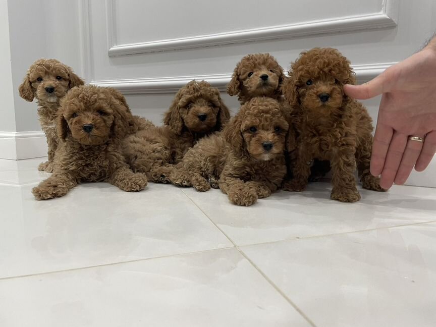 Той-пудель ред браун супер яркие щенки