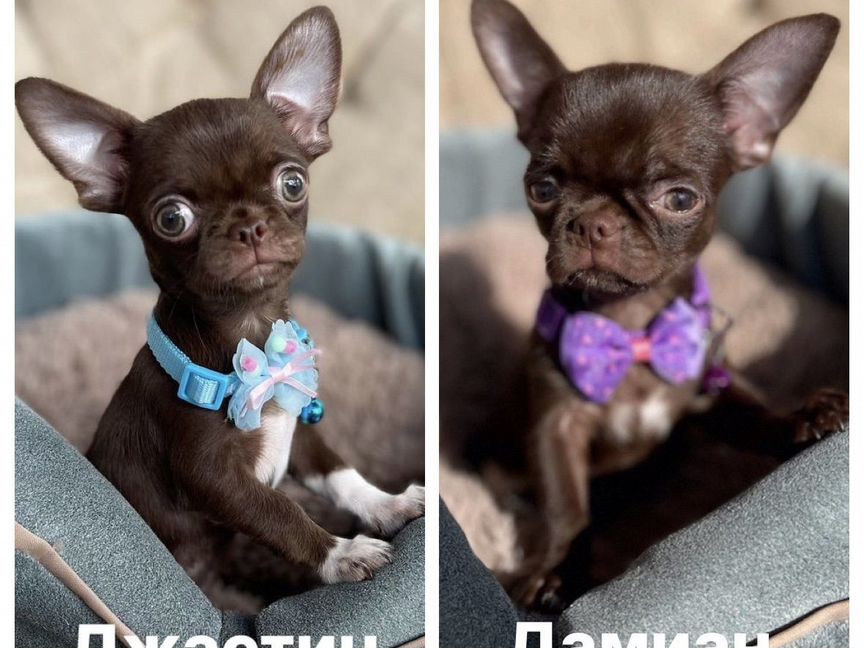 Шоколадные мальчики чихуахуа