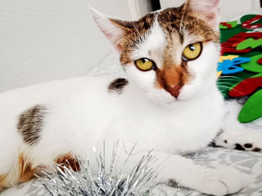 Кошка 1год