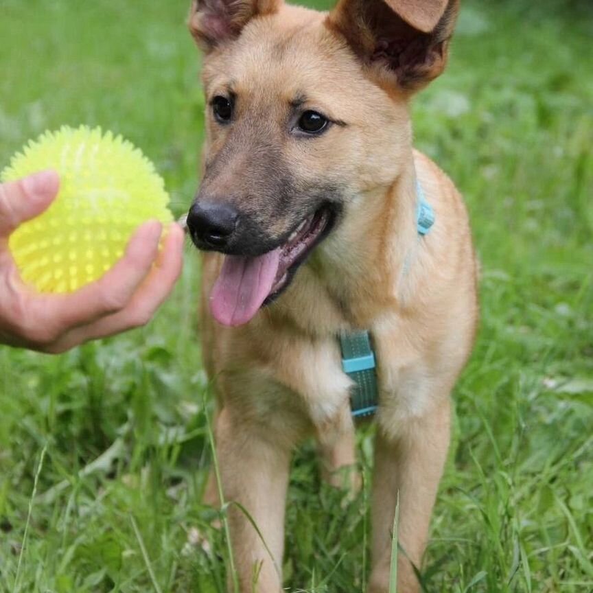 Рыжий щенок в добрые руки