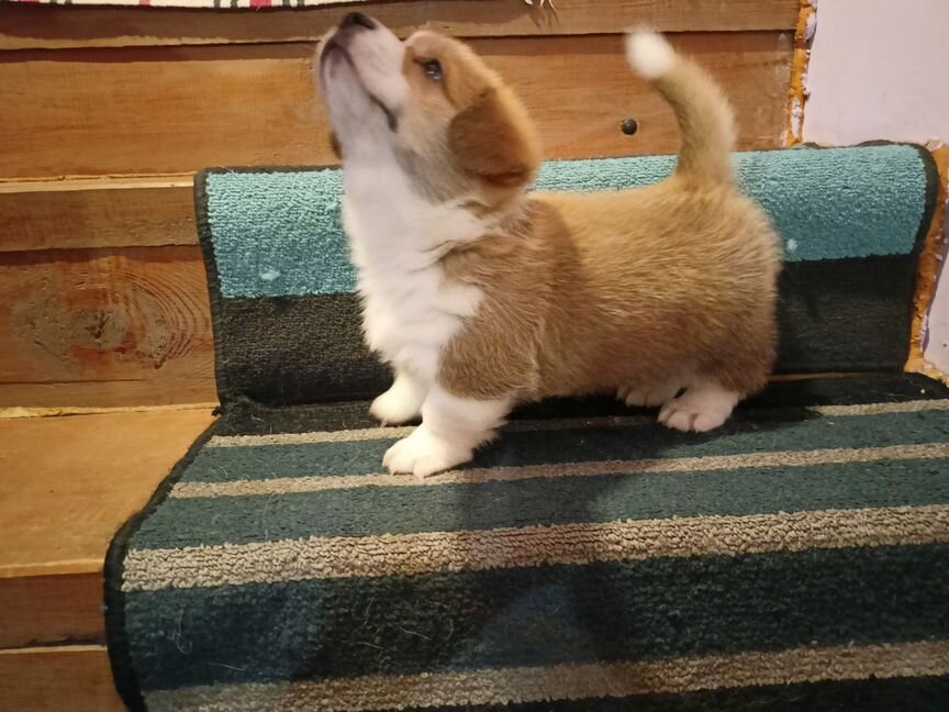 Продам щенка вельш-корги