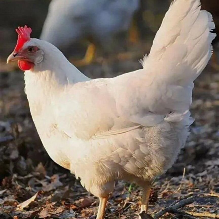 Белые несушки высокой яйценоскости
