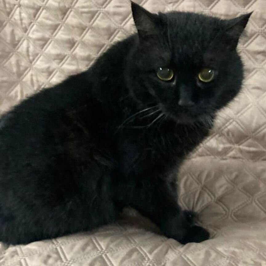 Котик Матвей