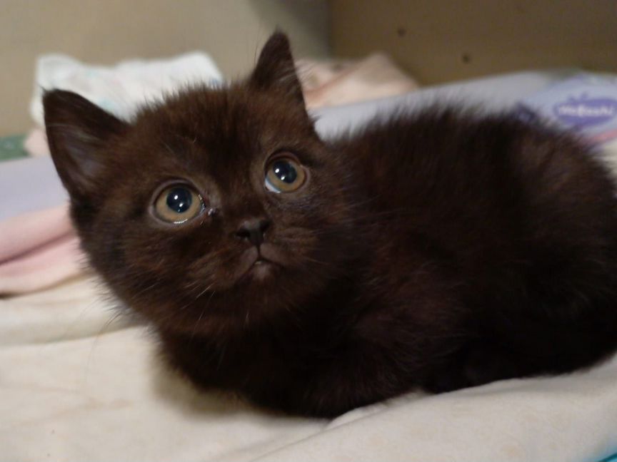 Британские котята шоколадные