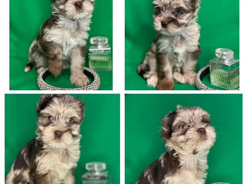 Шоколадно-мраморная девочка