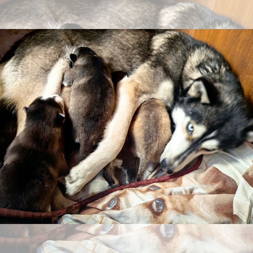 Сибирский хаски, щенок