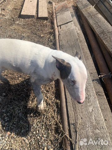 Найдена собака бультерьер