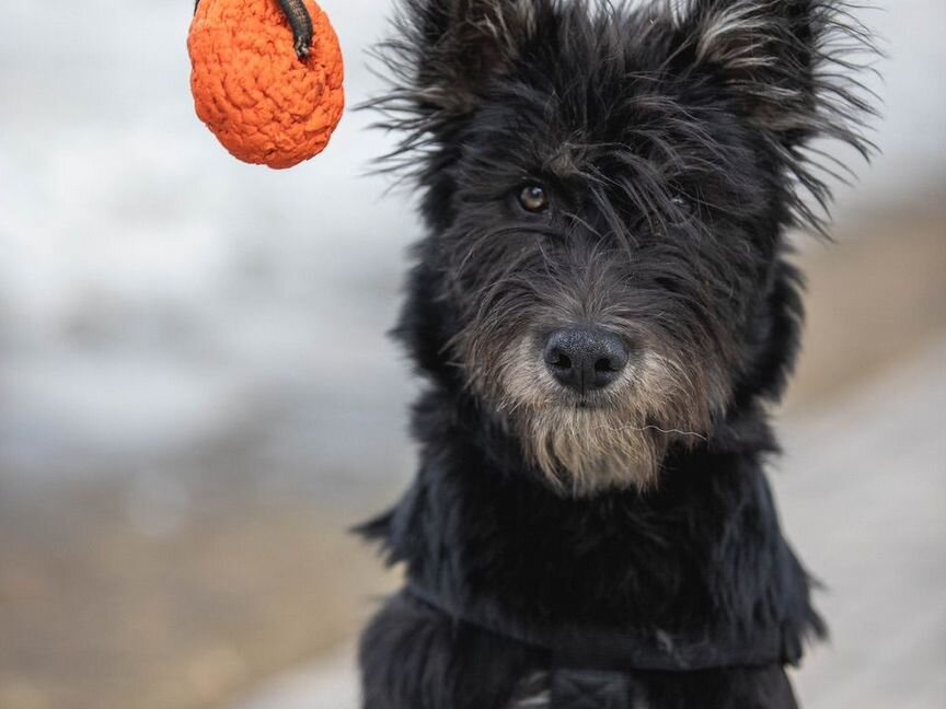 Мама - хаски, папа - подлец
