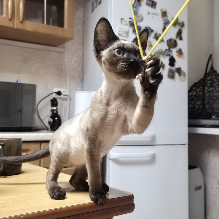 Девон-рекс котёнок