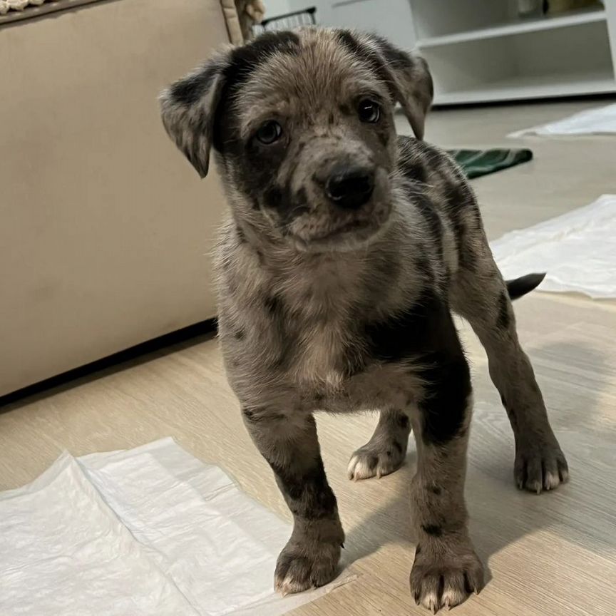 Щенок в добрые руки