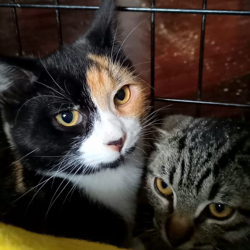 Котенок