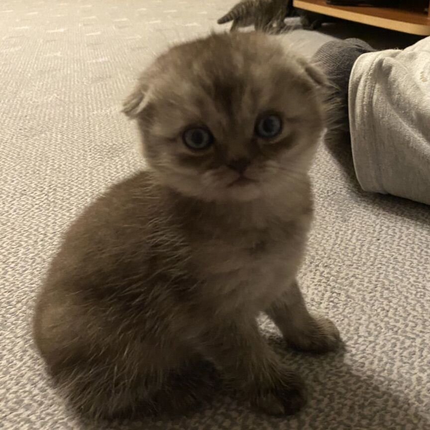 Шотландский вислоухий короткошёрстный котёнок