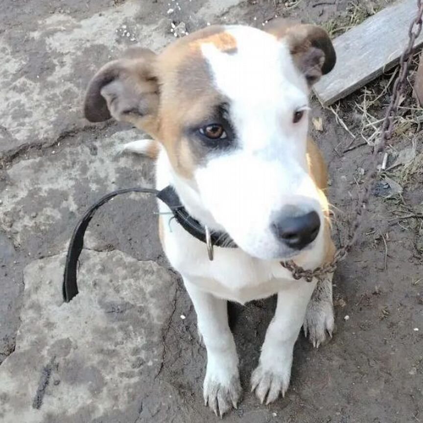 Стаффордширский бультерьер, щенок