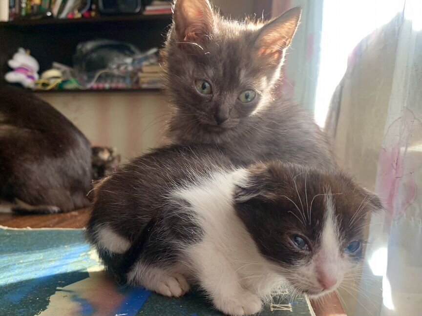 Шотладские котята