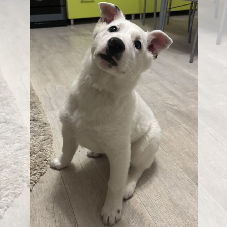 Щенок в добрые руки