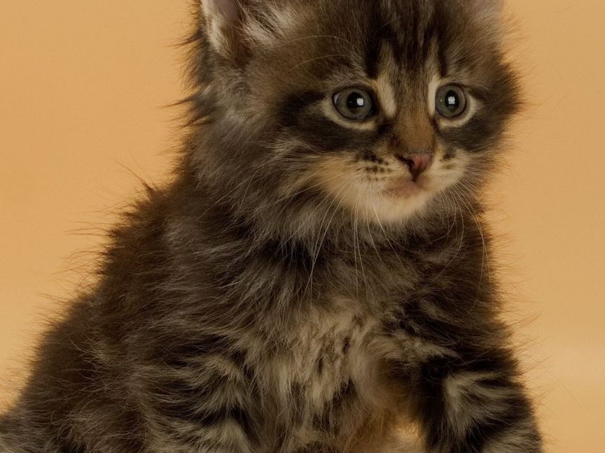 Красивые пушистики