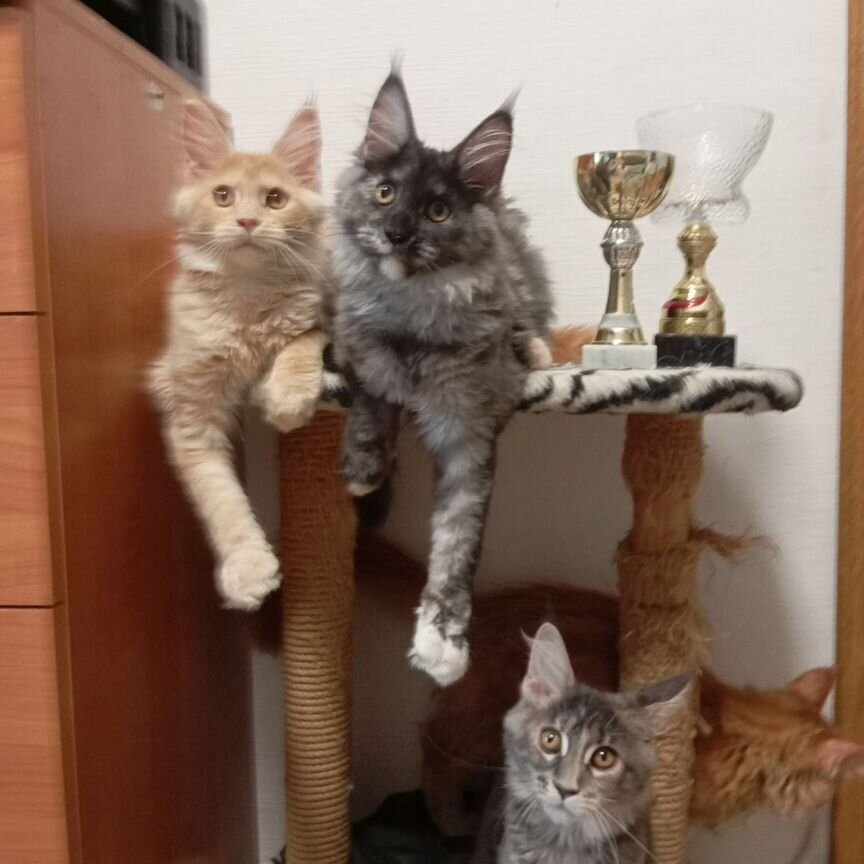 Котята Мэйн-кун из питомника WCF